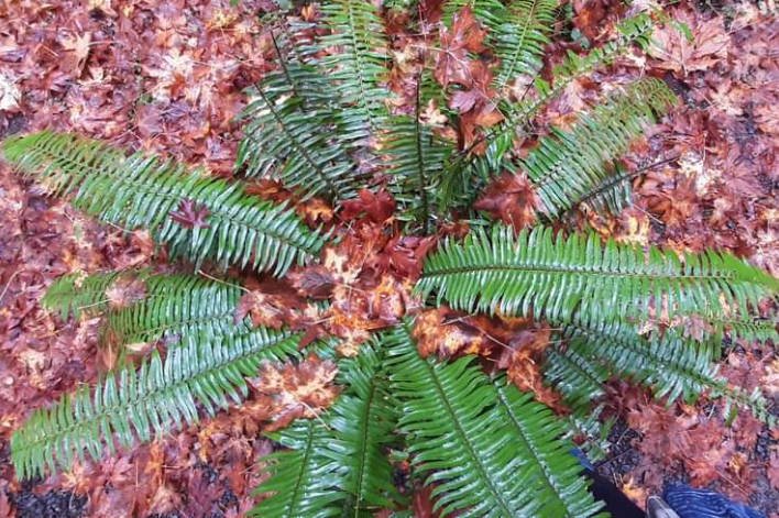 Azalea Grove Getaway, a Magical Southern Oregon Vacation Spot