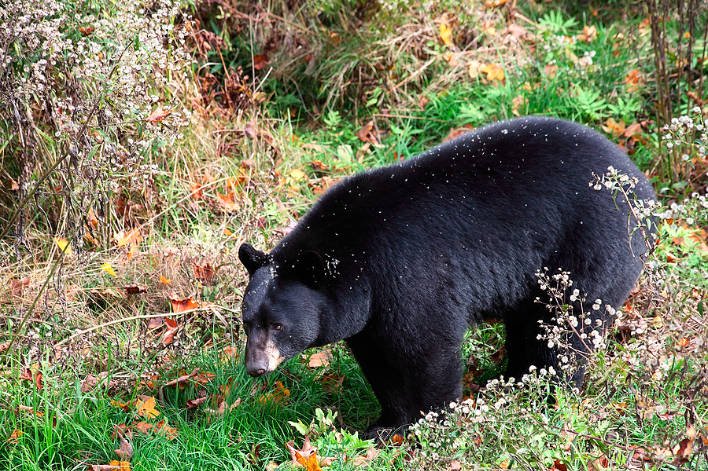 Oregon Wildlife in and Around Your Azalea Rental | What to Know